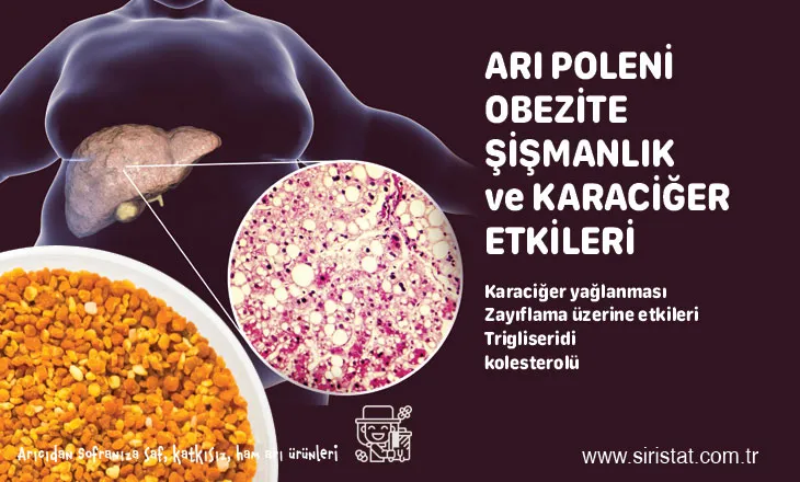 Arı Poleninin Karaciğer Obezite Kolesterol Üzerine Etkileri Faydaları ...